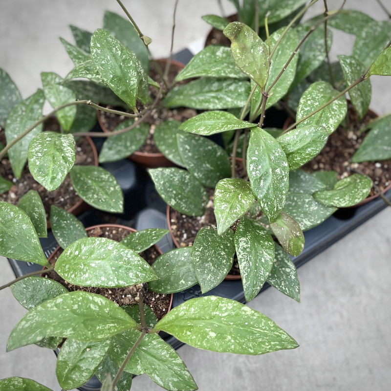 Hoya rundumensis splash Hoja 20cm ø12cm PLANTA-NOVA