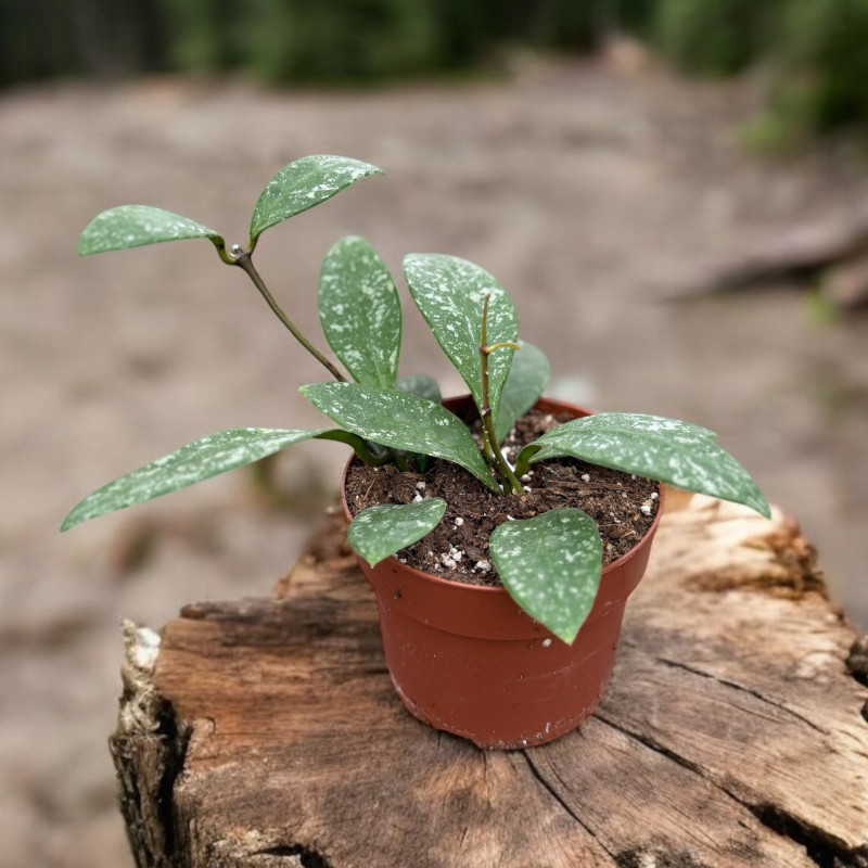 Hoya rundumensis splash Hoja 20cm ø12cm PLANTA-NOVA