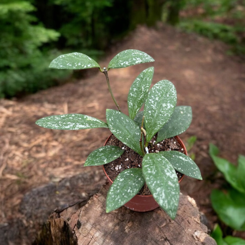 Hoya rundumensis splash Hoja 20cm ø12cm PLANTA-NOVA