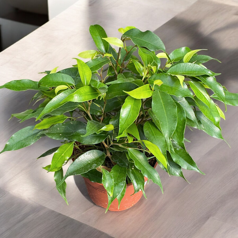 Ficus benjamina Natasha Fikus Figowiec PLANTA-NOVA