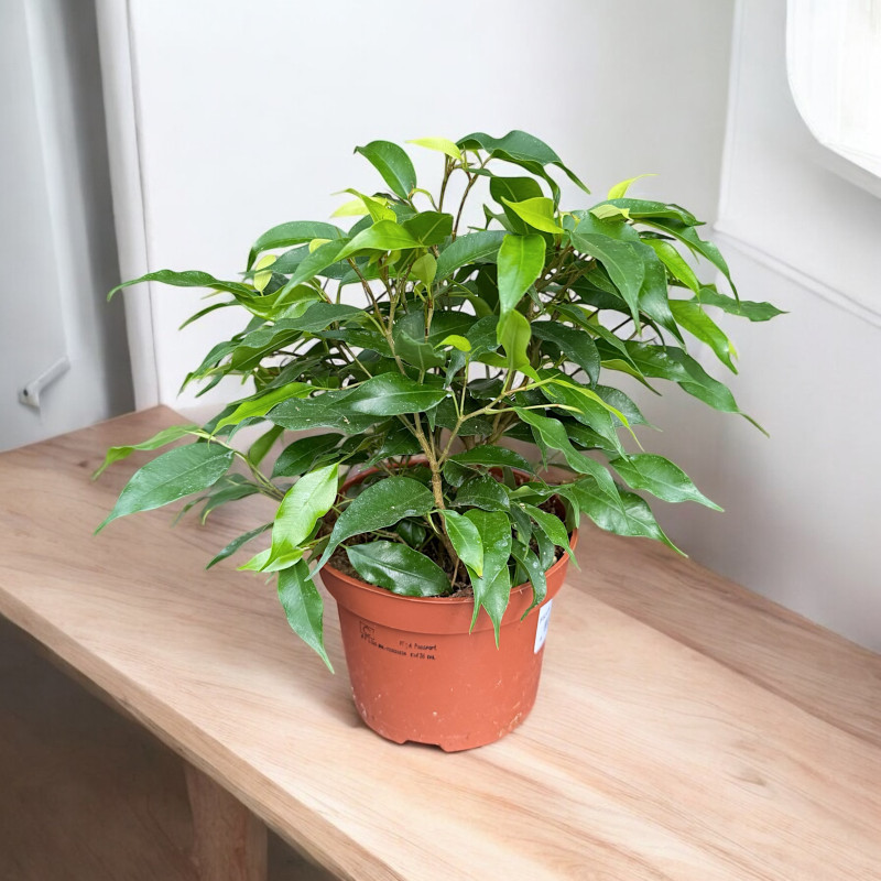 Ficus benjamina Natasha Fikus Figowiec PLANTA-NOVA