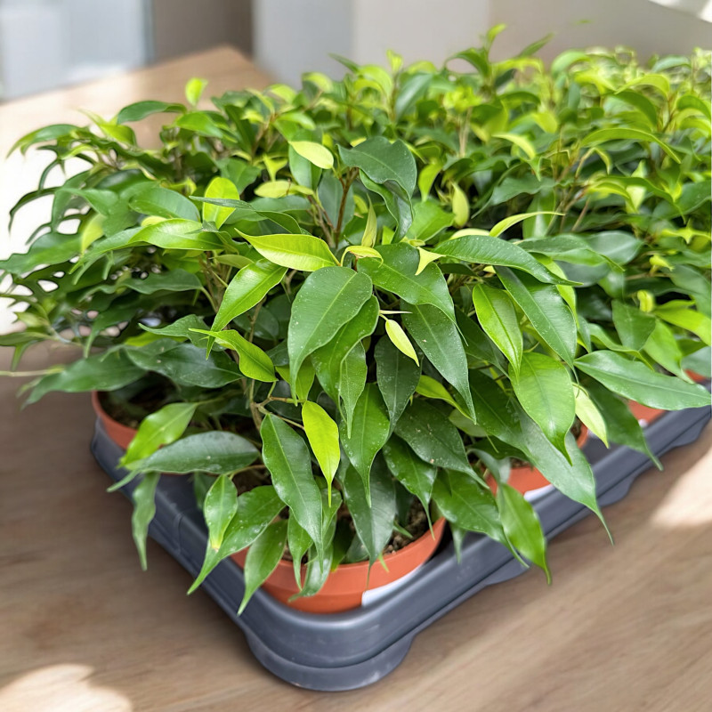 Ficus benjamina Natasha Fikus Figowiec PLANTA-NOVA