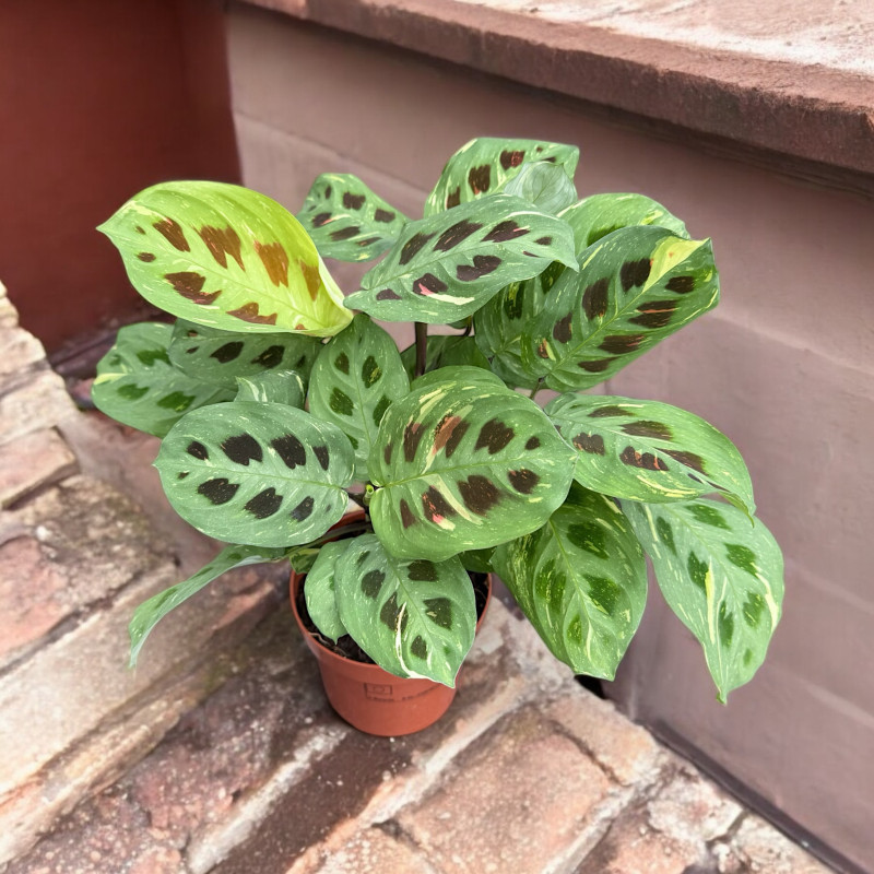 Maranta kerchoveana variegata 'fiesta' PLANTA-NOVA