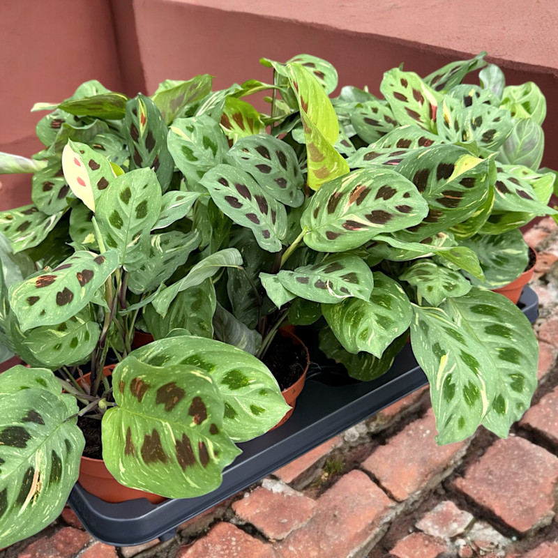 Maranta kerchoveana variegata 'fiesta' PLANTA-NOVA