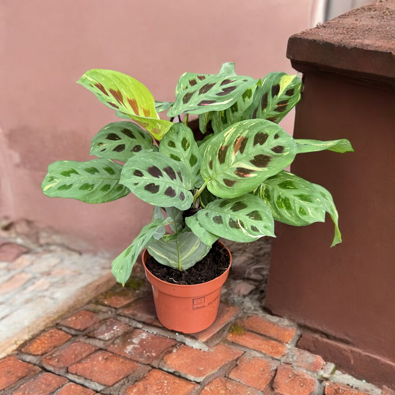 Maranta kerchoveana variegata 'fiesta' PLANTA-NOVA