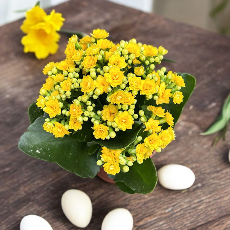 Kalanchoe blossfeldiana calandiva yellow PLANTA-NOVA