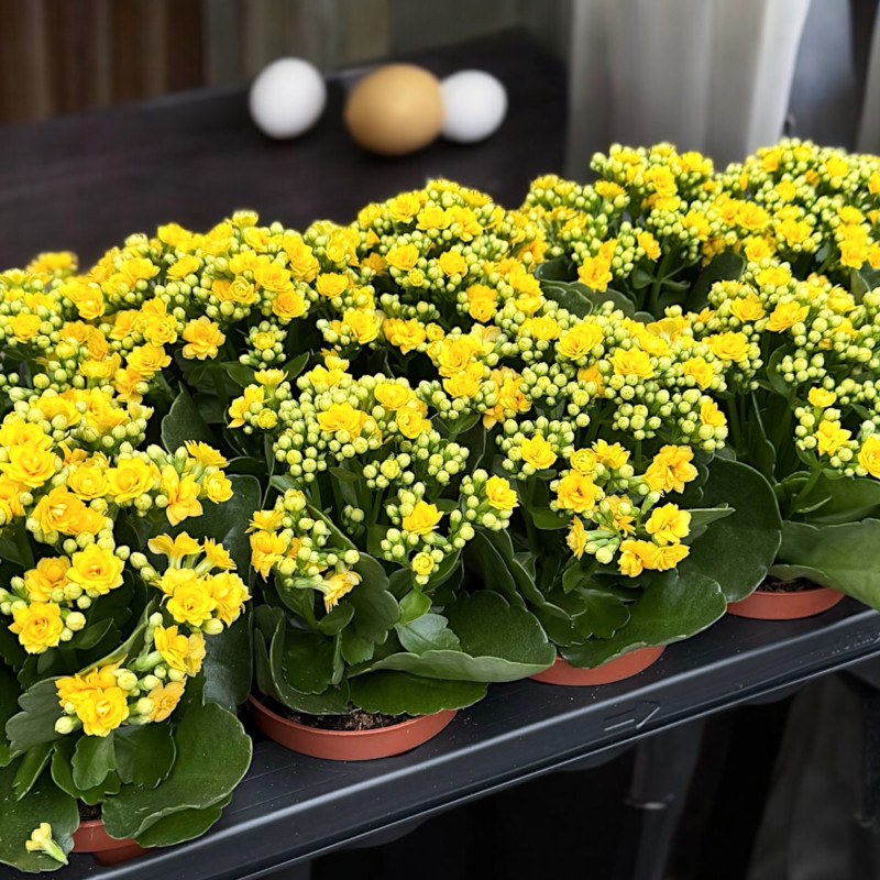 Kalanchoe blossfeldiana calandiva yellow PLANTA-NOVA