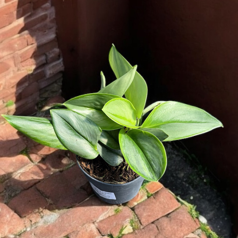 Scindapsus treubii moonlight PLANTA-NOVA
